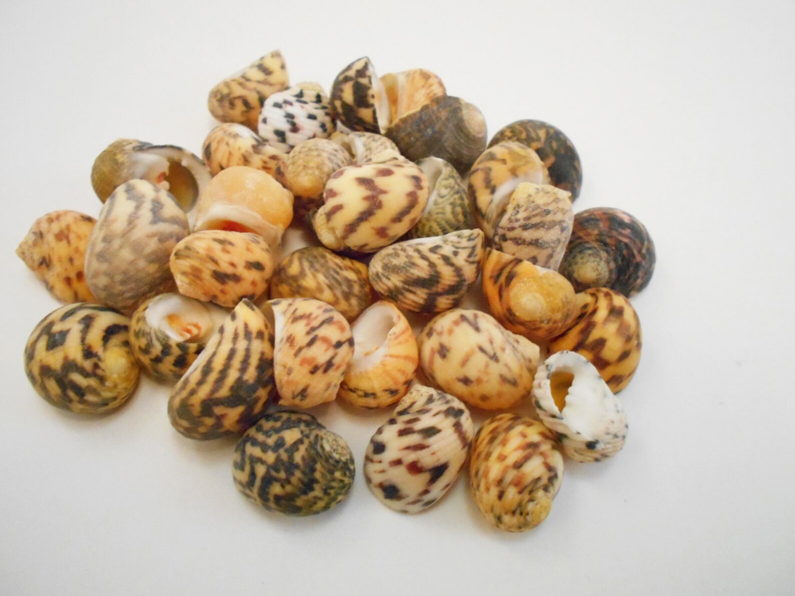 50 Small Bleeding Tooth Shells Seashells 1/2 1 | Etsy