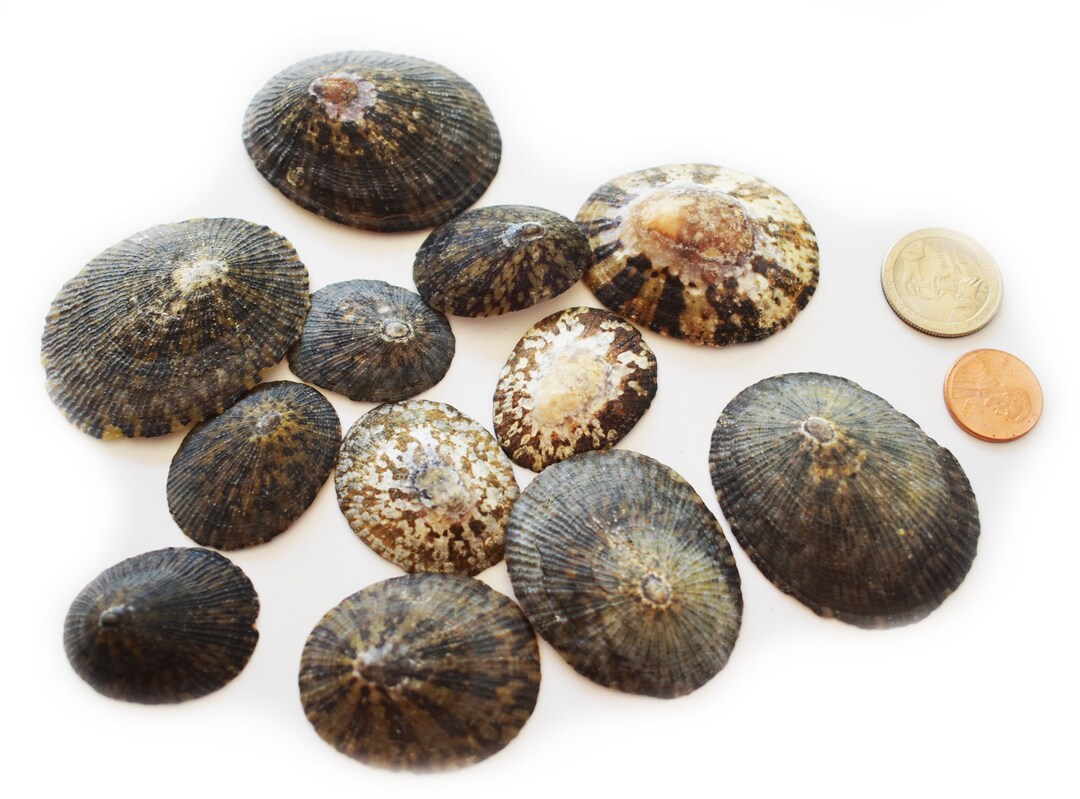 Set of 50 Natural Brown Limpets (1 1/2" - 2 1/4") Coastal Arts & Crafts ...