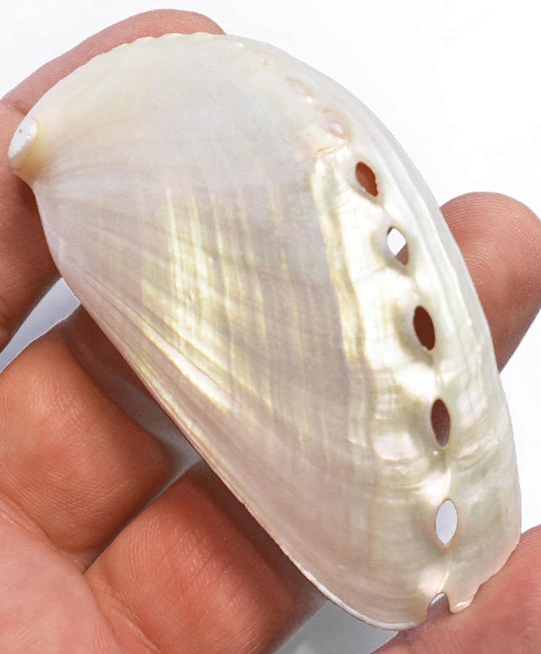 Set of 3 Pearl Abalone Shells 2"- 2 1/2" (haliotis Asinina) Beach ...