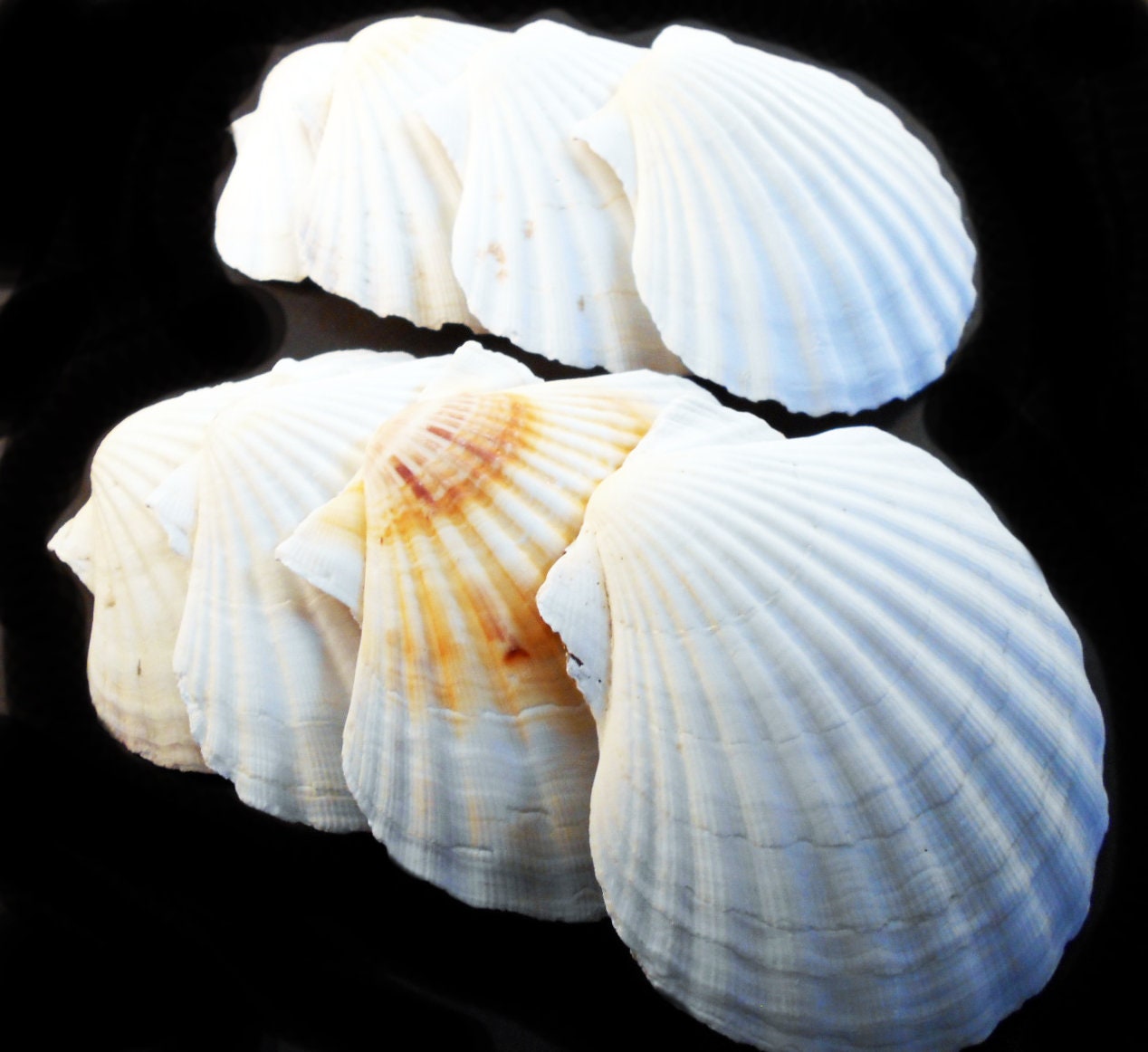 6 Large Real Irish Baking Scallop Shells (4 - 4 3/8