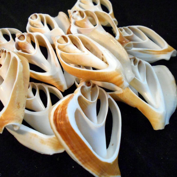 Seashell Crafts - Etsy