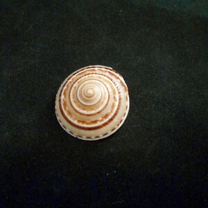 50 Small Sundial Shells (architectonia Perspectiva) 3/4" - 1 1/4 ...