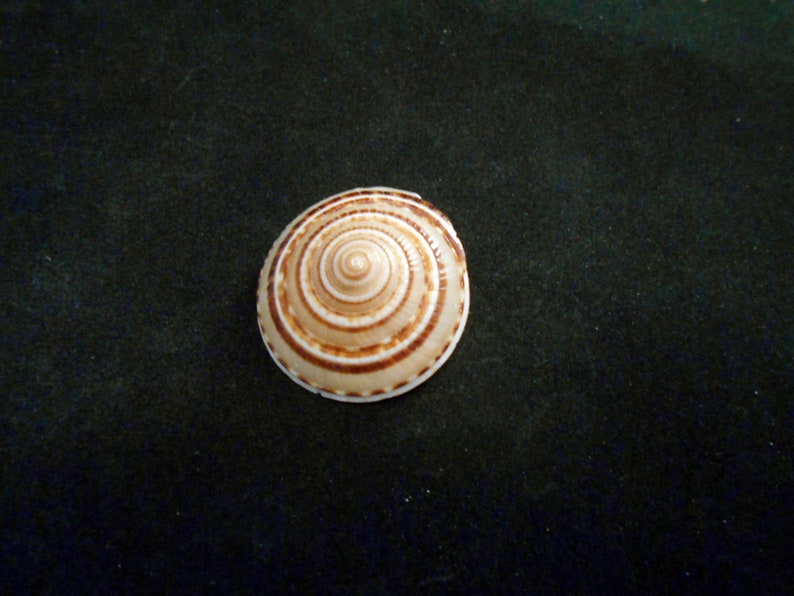 50 Small Sundial Shells architectonia Perspectiva 3/4 - Etsy