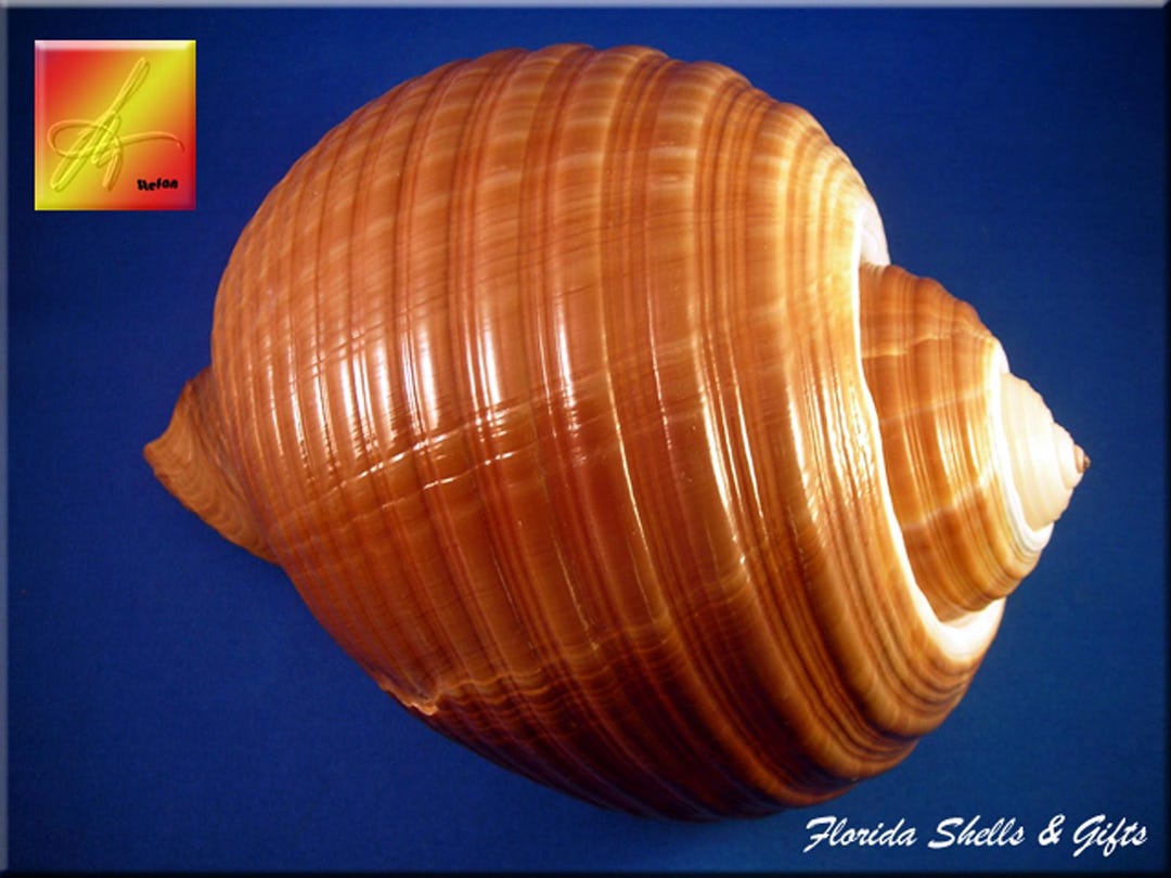 Giant Tun Shell Seashell (about 7"+) Tonna Galea Beach Crafts Planting ...