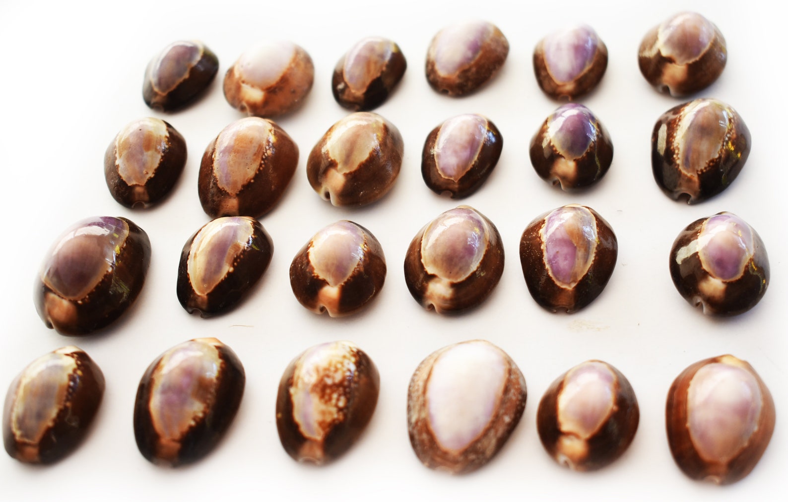 Set of 100 Purple Top Snake Head Cowries Shells Seashells Beach Crafts ...