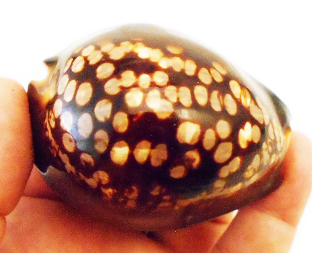 Set of 2 Beautiful Large Humpback Cowrie Shells cypraea Mauritiana 2.5 ...