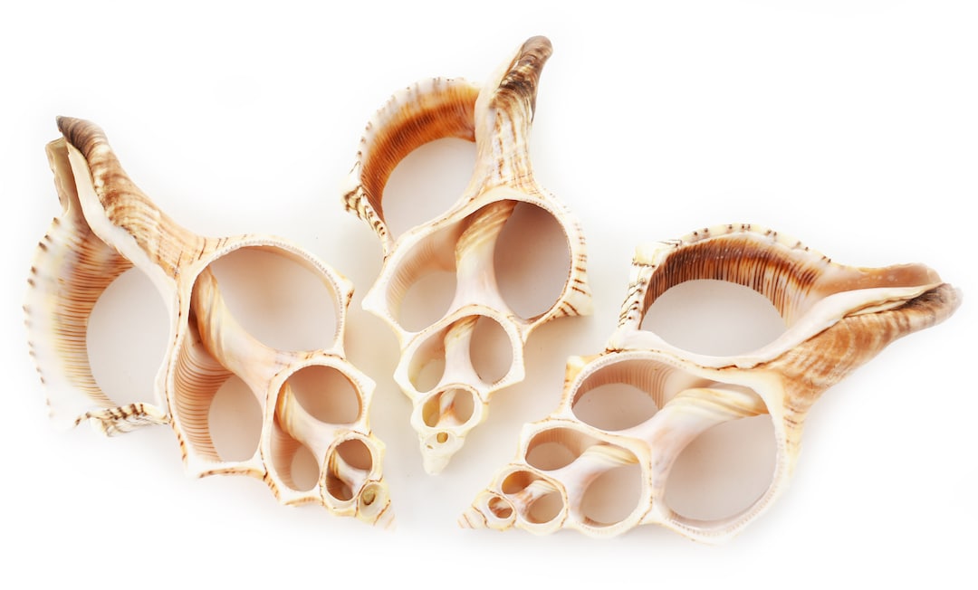 Set of 3: Large Center Cut Fox Conch (4-5") Shells Seashells Beach ...