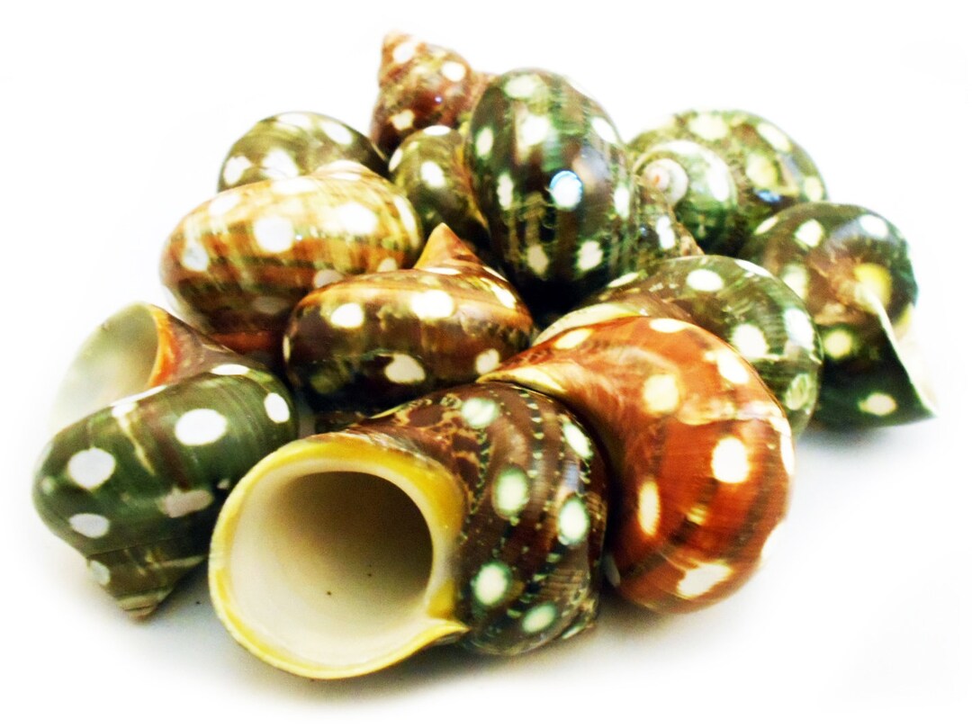 6 Unique Spotted Turbo Shells (1.5-2") Small Hermit Crab Aquarium ...