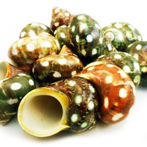 12-pack: Rare Spotted Turbo Shells (1.5-2") Small Hermit Crab Aquarium ...