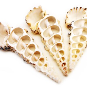 Set of 24 Large Center Cut Knobby Natural Cerithium Shells (3-4") for ...