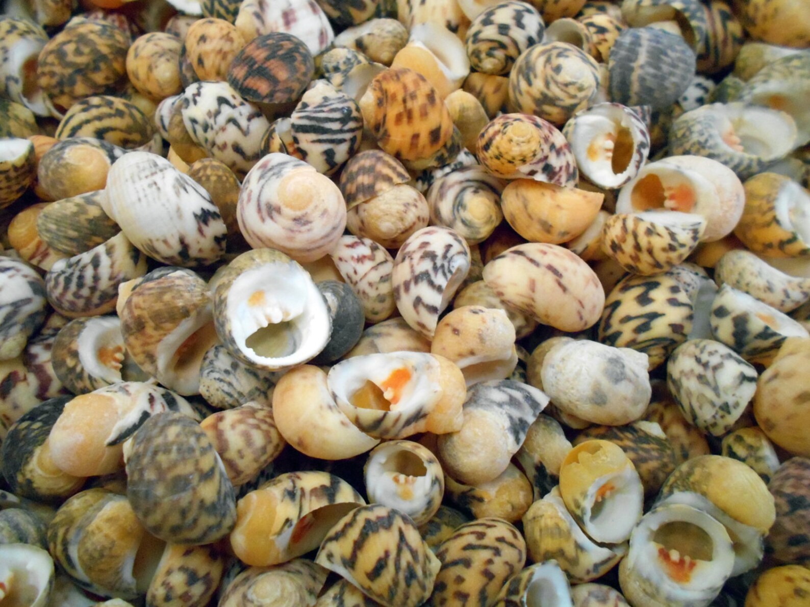 50 Small Bleeding Tooth Shells Seashells 1/2 1 | Etsy