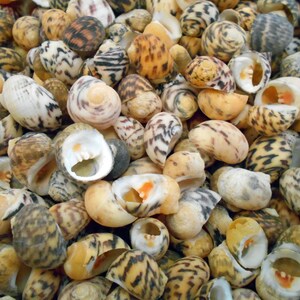 50 Small Bleeding Tooth Shells Seashells 1/2 1 | Etsy