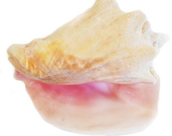 Bahamian Queen Conch Shell Light I Pink Conch Shell Night Light I SLIT ...