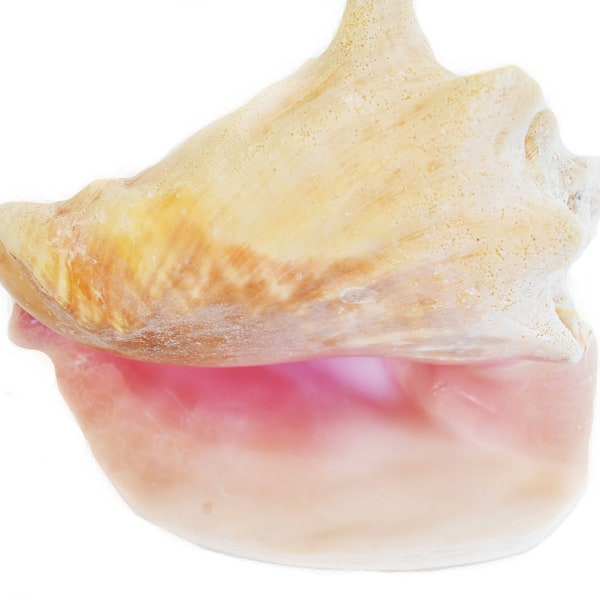 Conch Shell Art - Etsy