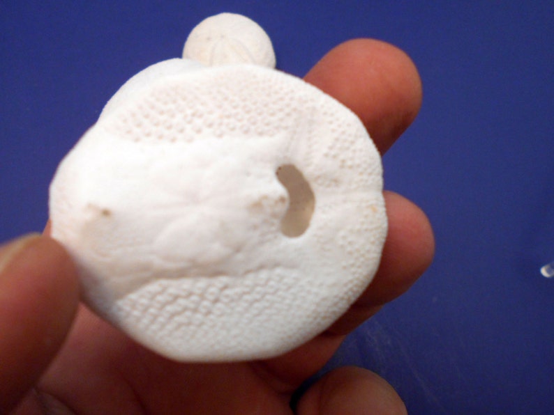 6 Beautiful White Puffer Sea Biscuits Shell Sand Dollar Beach | Etsy