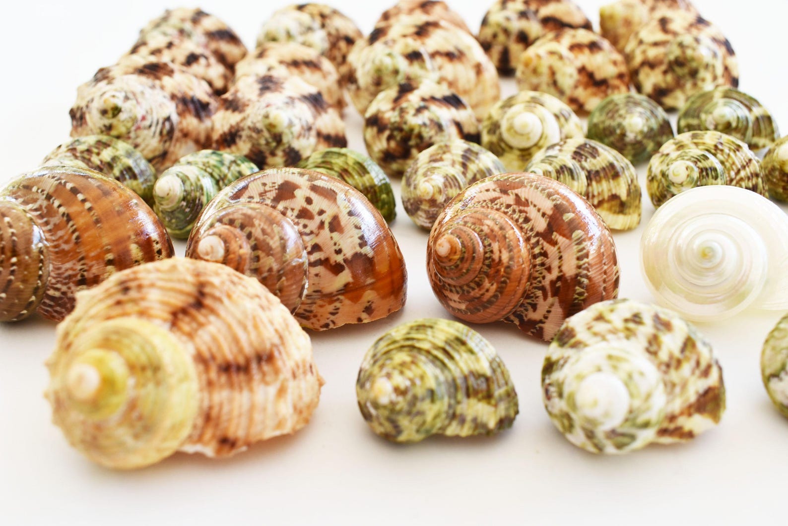 30 Select Assorted Turbo Hermit Crab Shells Lot 1