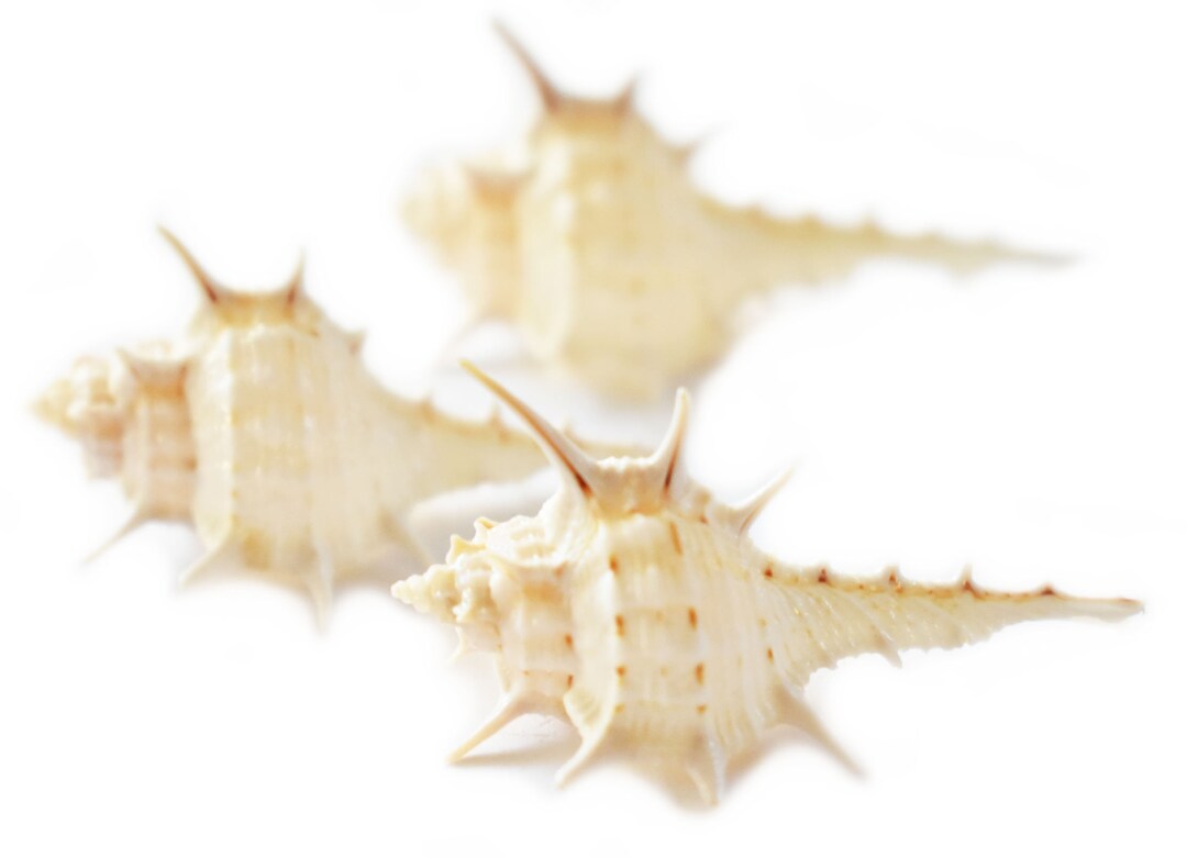 Set of 3 Small Murex Turnispina Seashells (about 2-3") Coastal Crafts ...