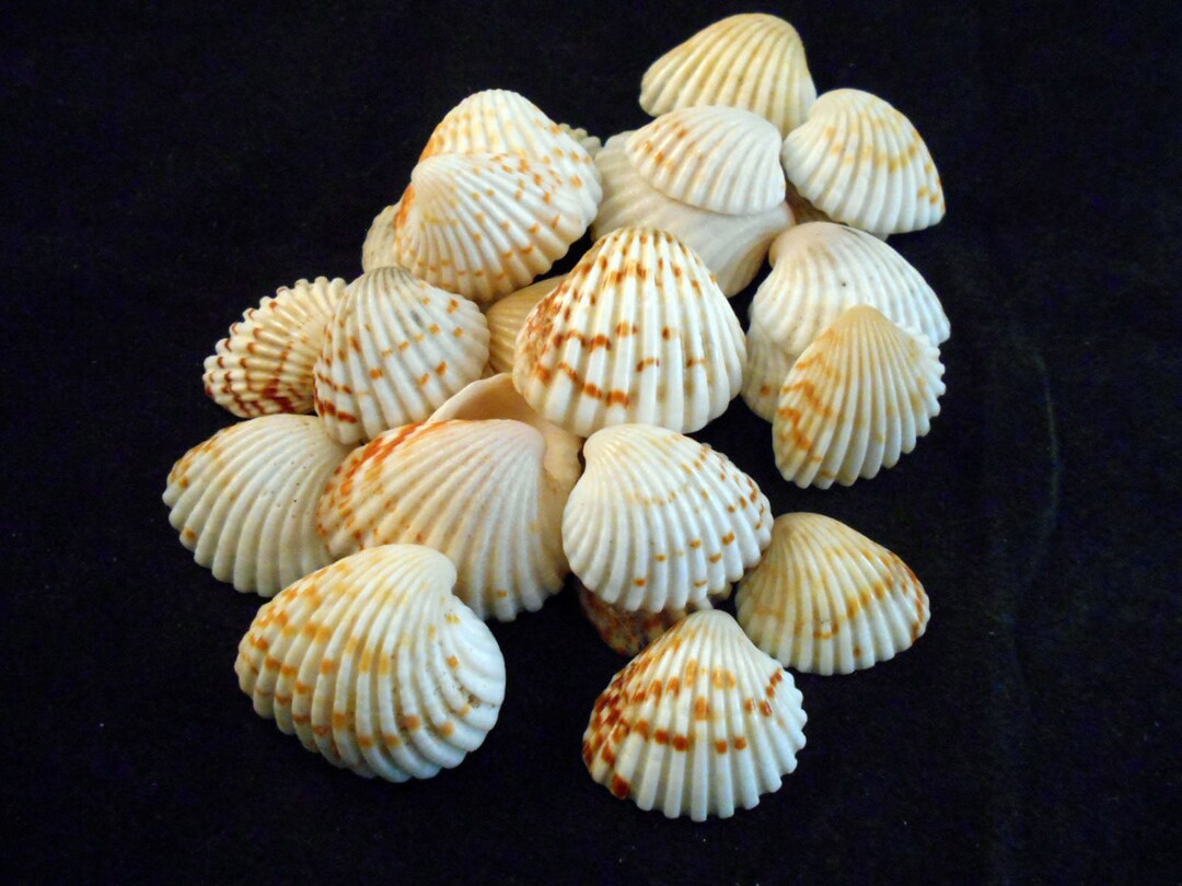 Set of 50 Beautiful Natural Granosa ark Shells 3/4 1 Inch Wide. Beach ...