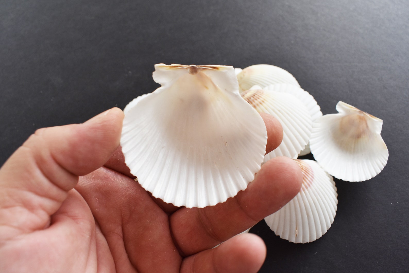 Set of 100 White Florida Scallop Shells (about 2") Seashells for Beach ...