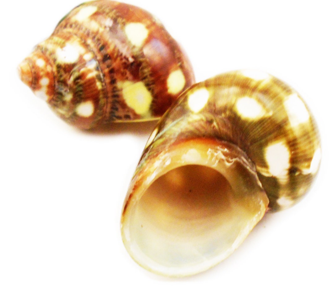 2-pack: Rare Large Spotted Turbo Shells 2-2.5 Medium - Etsy