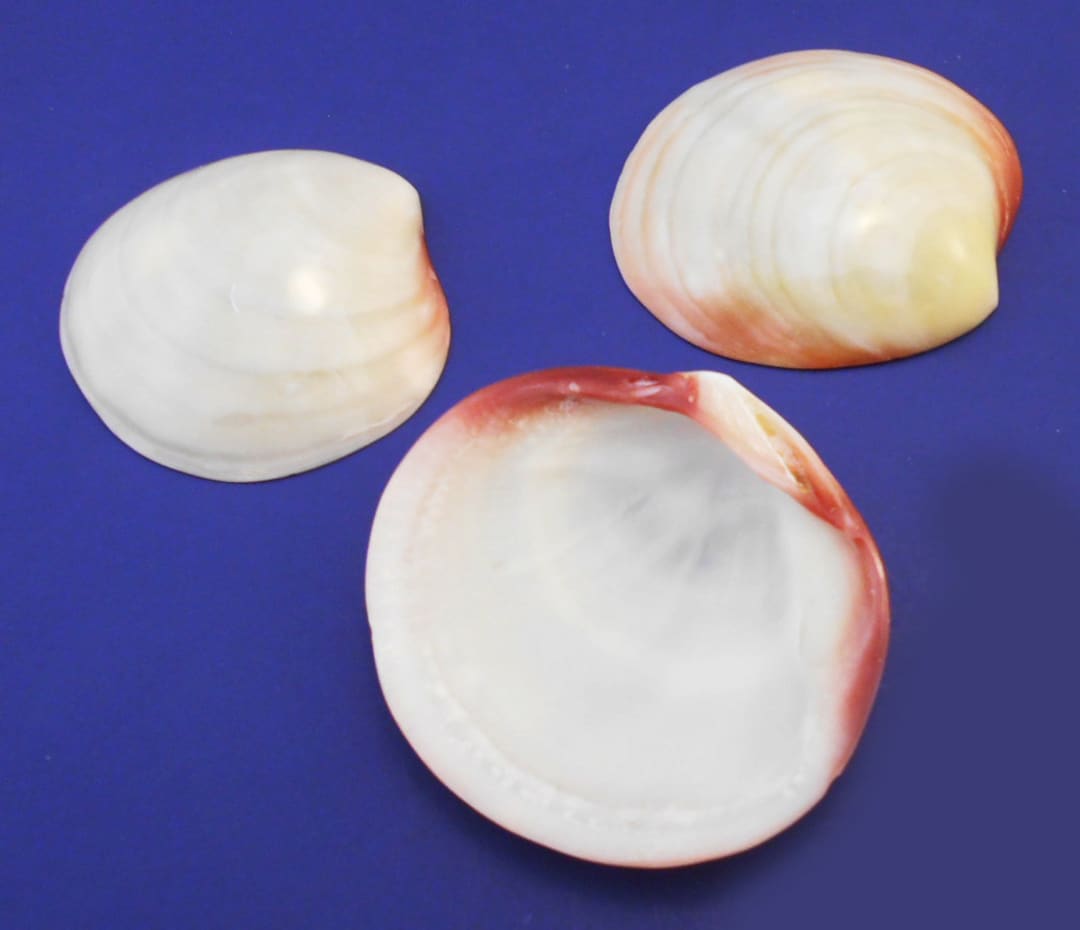 3-pack: Polished Tiger Clam (single/half) Shells Seashell 3-4" (80 ...