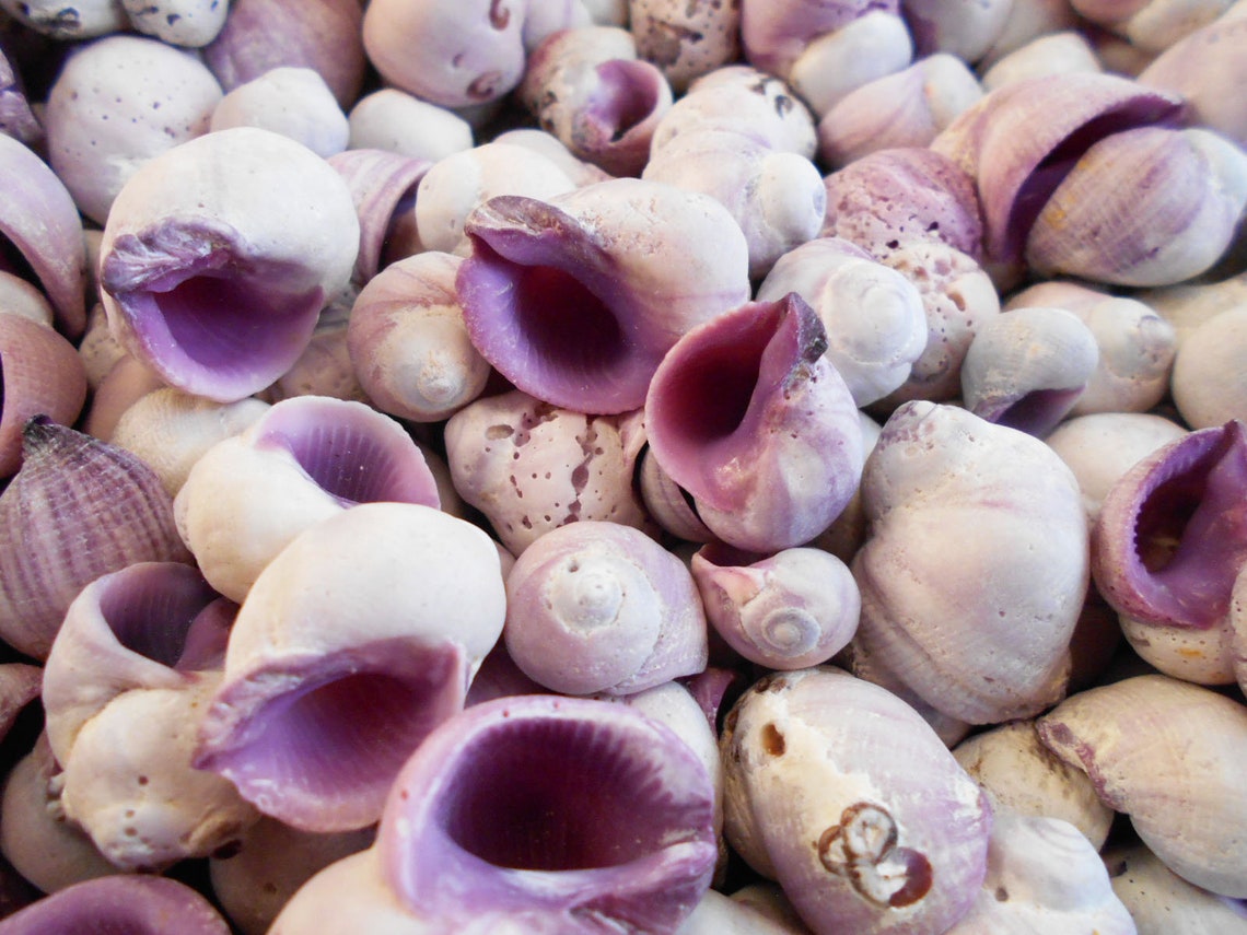 4 Oz Whole Purple Cebu Beauty Shells about 40-50 Beach - Etsy
