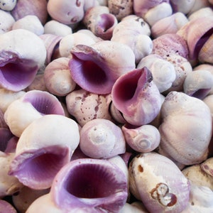 4 Oz Whole Purple Cebu Beauty Shells (about 40-50) Beach Crafts Vase ...