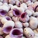 4 Oz Whole Purple Cebu Beauty Shells (about 40-50) Beach Crafts Vase ...