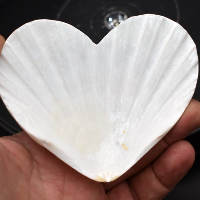 Heart Shaped Shell - Etsy