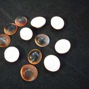 Set of 24 Red Cat Eye Shells - 1/2" - 1" - "shiva Shells" for Crafts ...