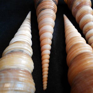 Set of 6 Turretella Terebra Shells Full Tip (2-3") Coastal Arts and ...