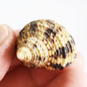 10 Hermit Crab Changing Shell Set Deluxe Turbo Shells Medium Size (1 1/ ...