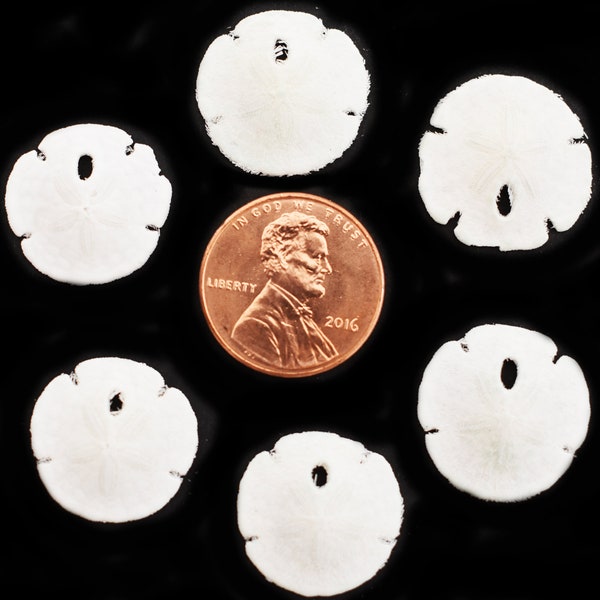 Small Sand Dollar - Etsy
