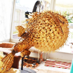 Beautiful Giant Dried Blowfish (porcupine Fish) 15" Taxidermy Nautical ...