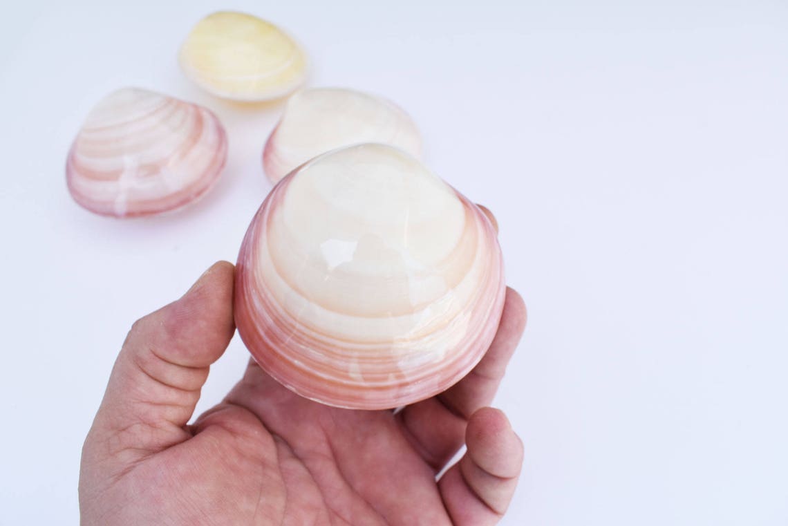 3 Polished Tiger Clam Pair Shells Seashell 3-4 - Etsy