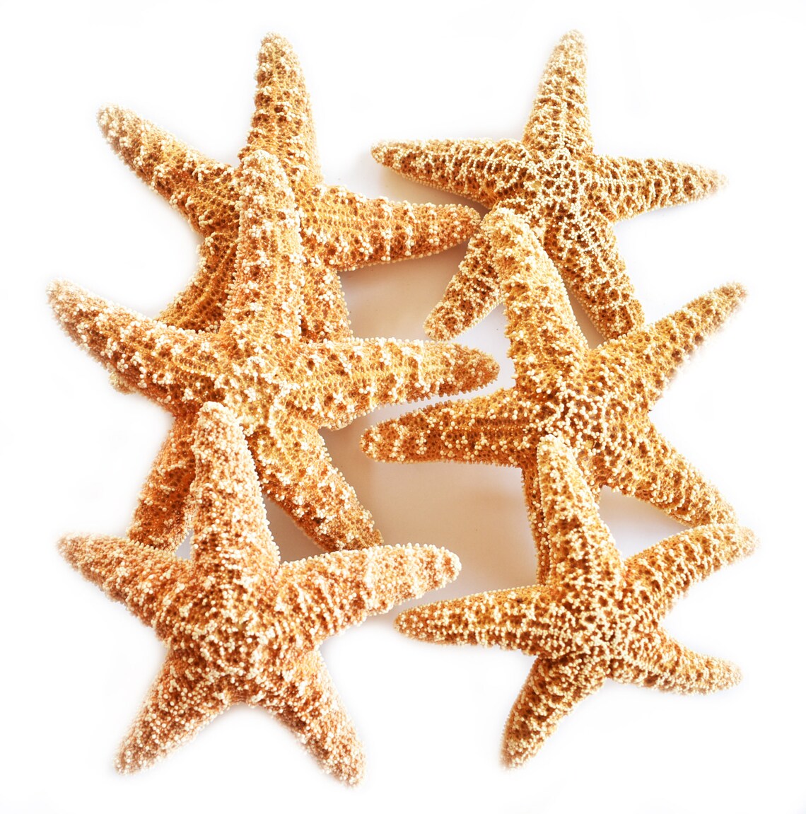 Set of 3 Sugar Starfish (5-6") Beach Wedding Decor Nautical Crafts Sea ...