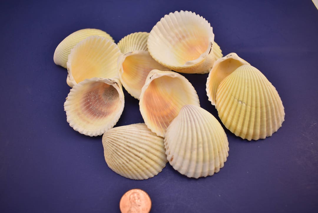 50 Yellow & Purple Cockle Shells 1-2" Beach Wedding Crafts Nautical ...
