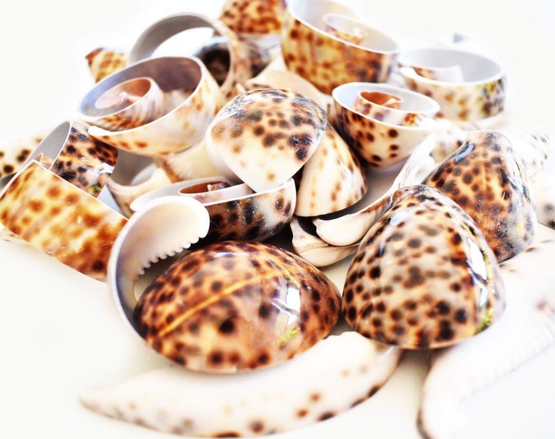 1 Lb Multi Cut Tiger Cowrie Shells Beach Cottage Wedding Decor Vase ...