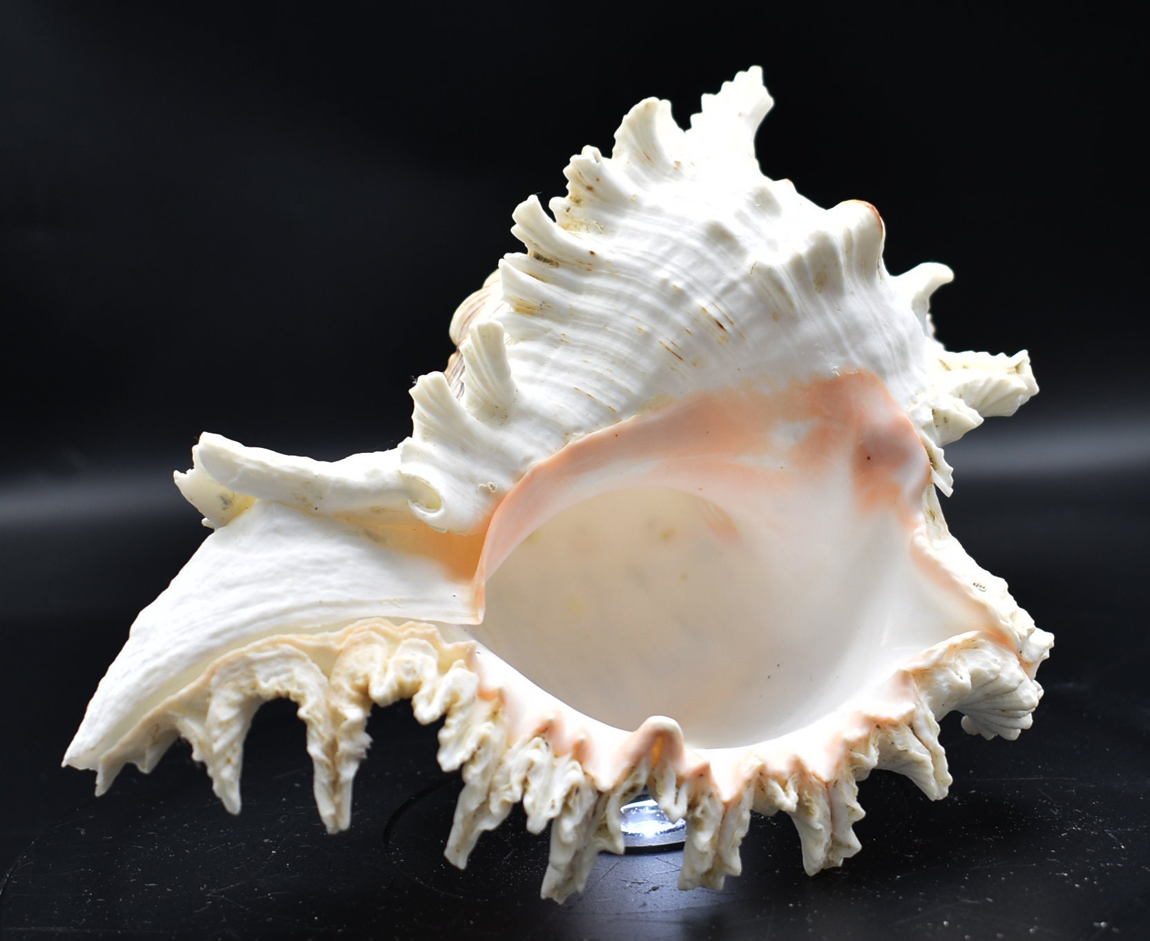 Giant Murex Ramosus Shell (8.5" X 6" X 5.5") Collectors Seashell One of ...