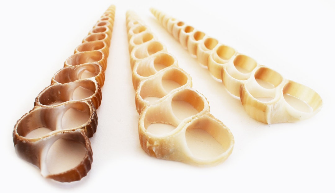 Set of 50 Center Cut Turretella Terebra Shells (2-3") Coastal Arts and ...