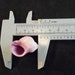 4 Oz Whole Purple Cebu Beauty Shells (about 40-50) Beach Crafts Vase ...