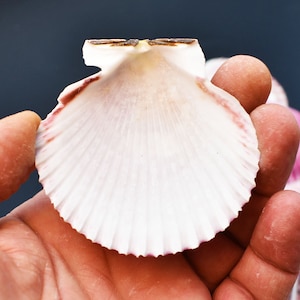 Set of 100 Purple Pecten Purpuratus Shells (2-3") Coastal Arts and ...