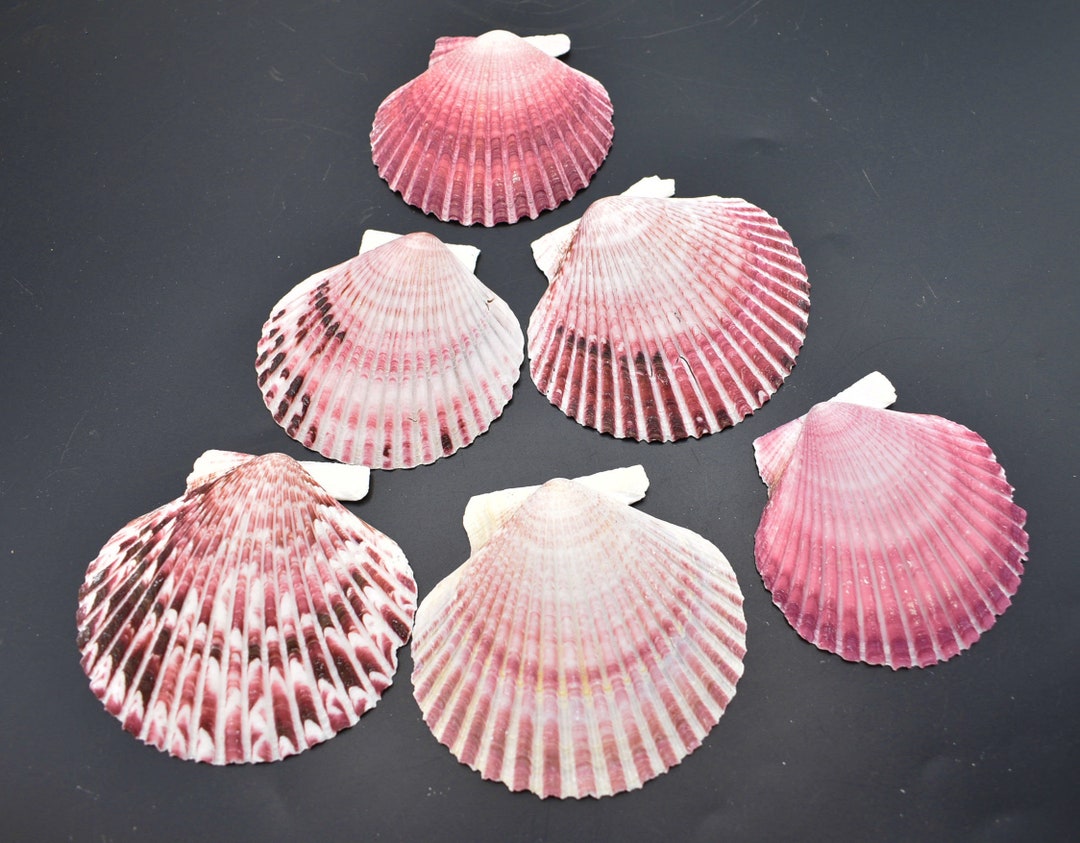 Set of 6 Small Purple Pecten Purpuratus Shells (1 1/2" - 2") Coastal ...