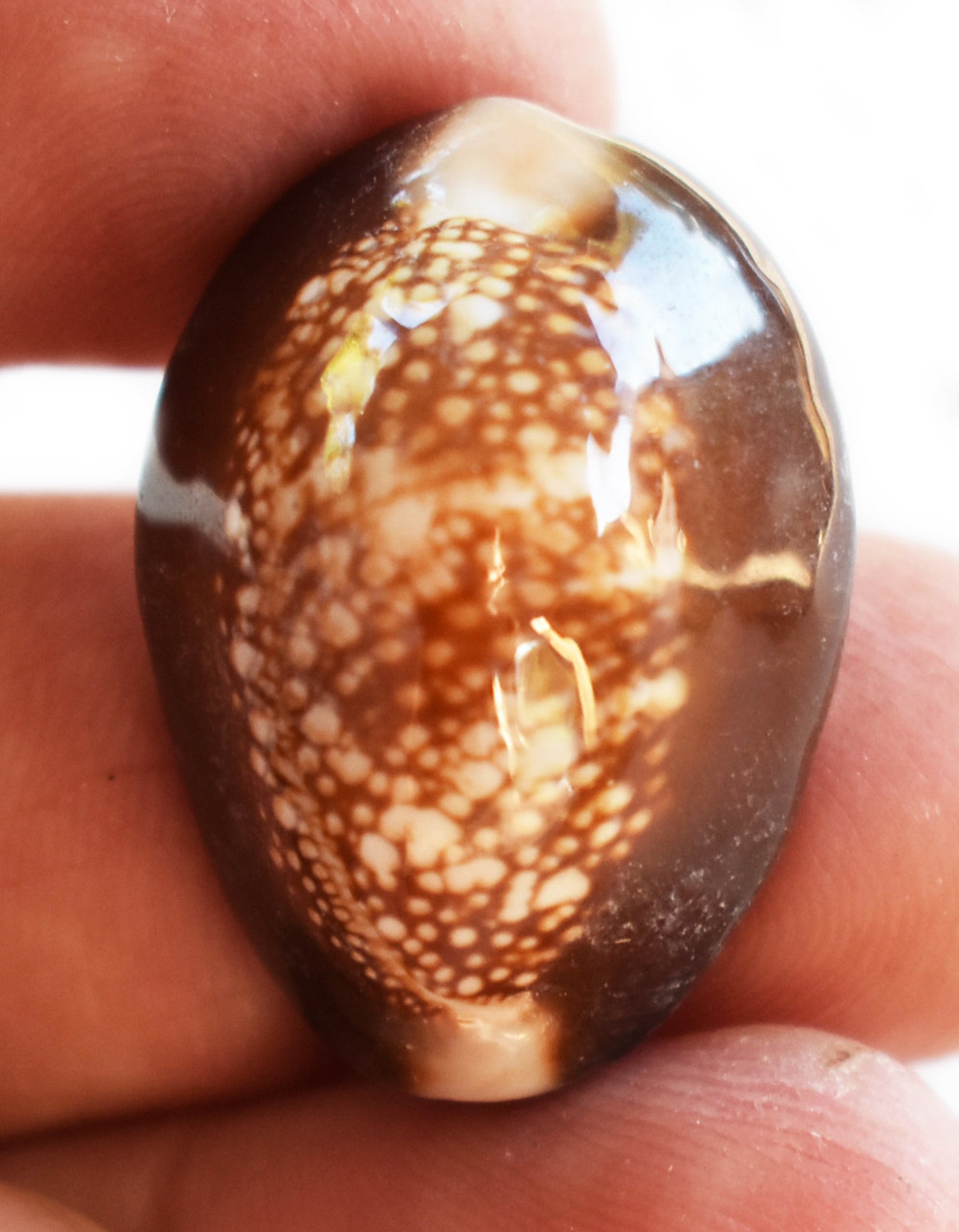 100 Snake Head Cowries Shells Seashells Beach Crafts Nautical - Etsy