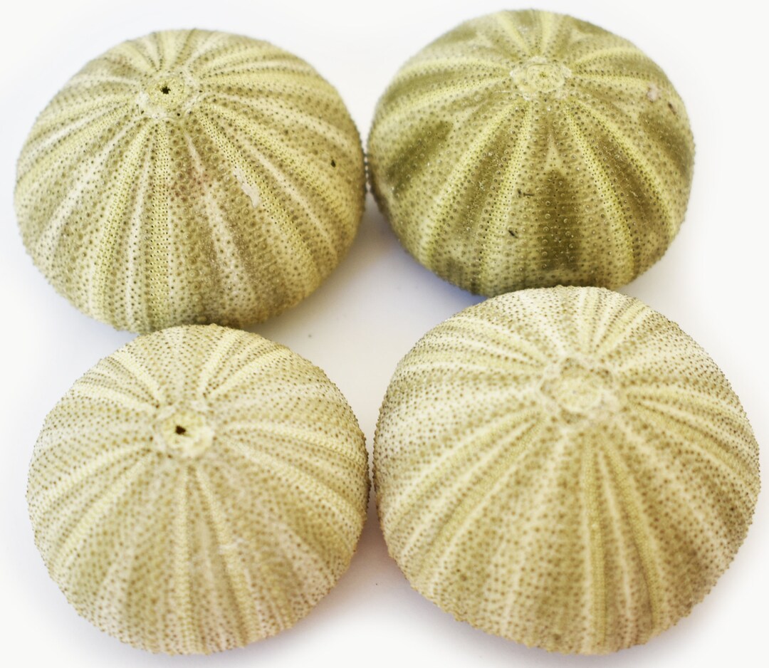 4-pack: Hand Picked Green Sea Urchin Shell (2") Beach Crafts Coastal ...