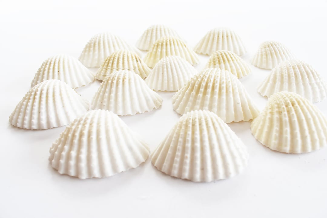 50 Beautiful Large White Ark Shells (1 3/4"- 2 1/4") Beach Wedding ...