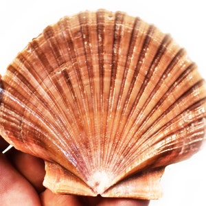 100 Mexican Flat Scallop Shells Seashells Large 3" Crafts Coastal Beach ...