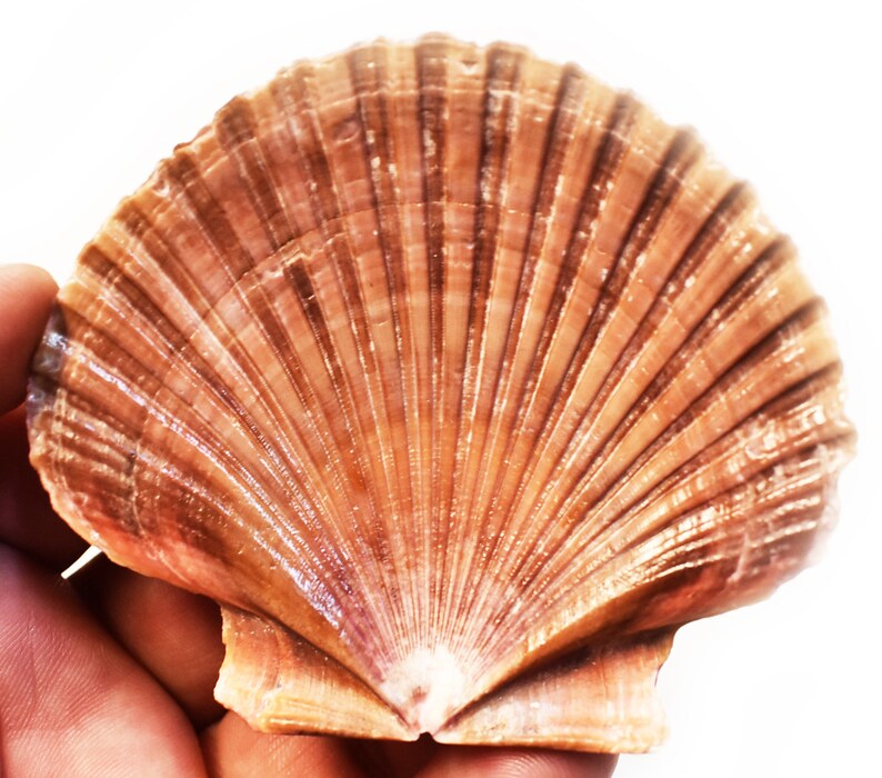 100 Mexican Flat Scallop Shells Seashells Large 3" Crafts Coastal Beach ...