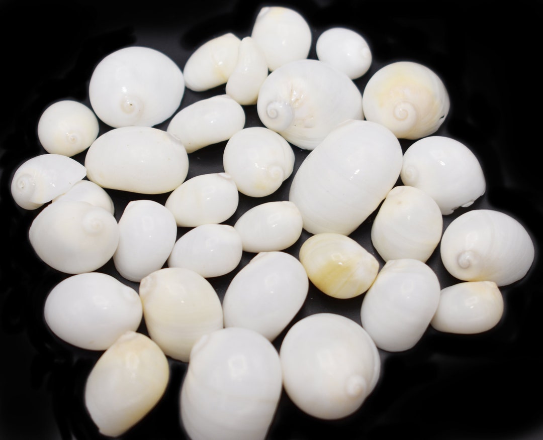 Set of 100 White Natica / Moon Shells 3/4 1 Shells Seashells Kids ...