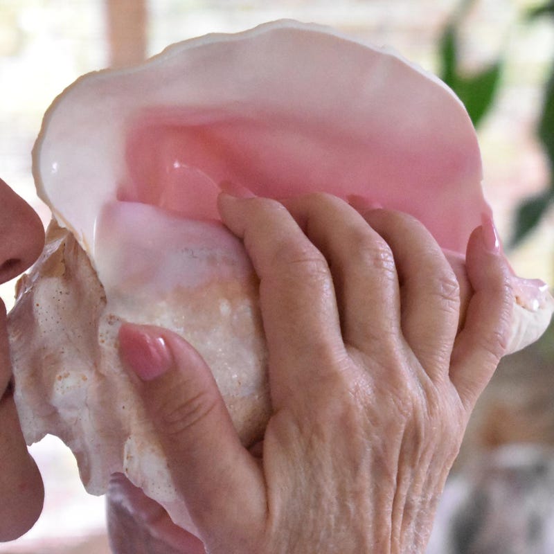 Shell Blow Horn - Etsy